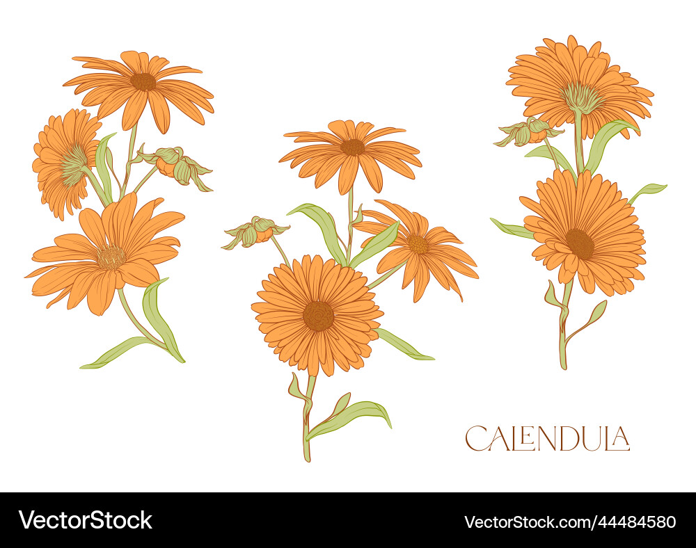 Calendula medicinal herbs and flowers Royalty Free Vector