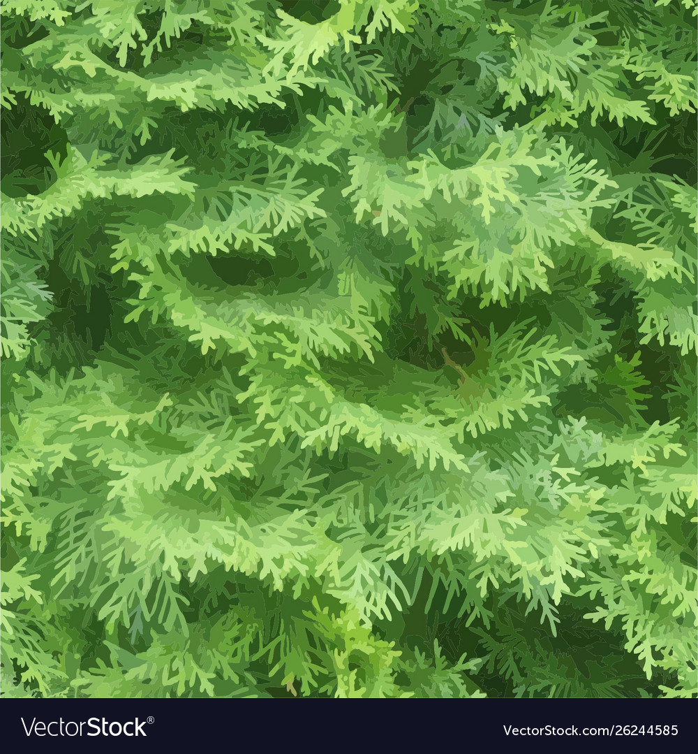 Thuja tree seamless pattern background Royalty Free Vector