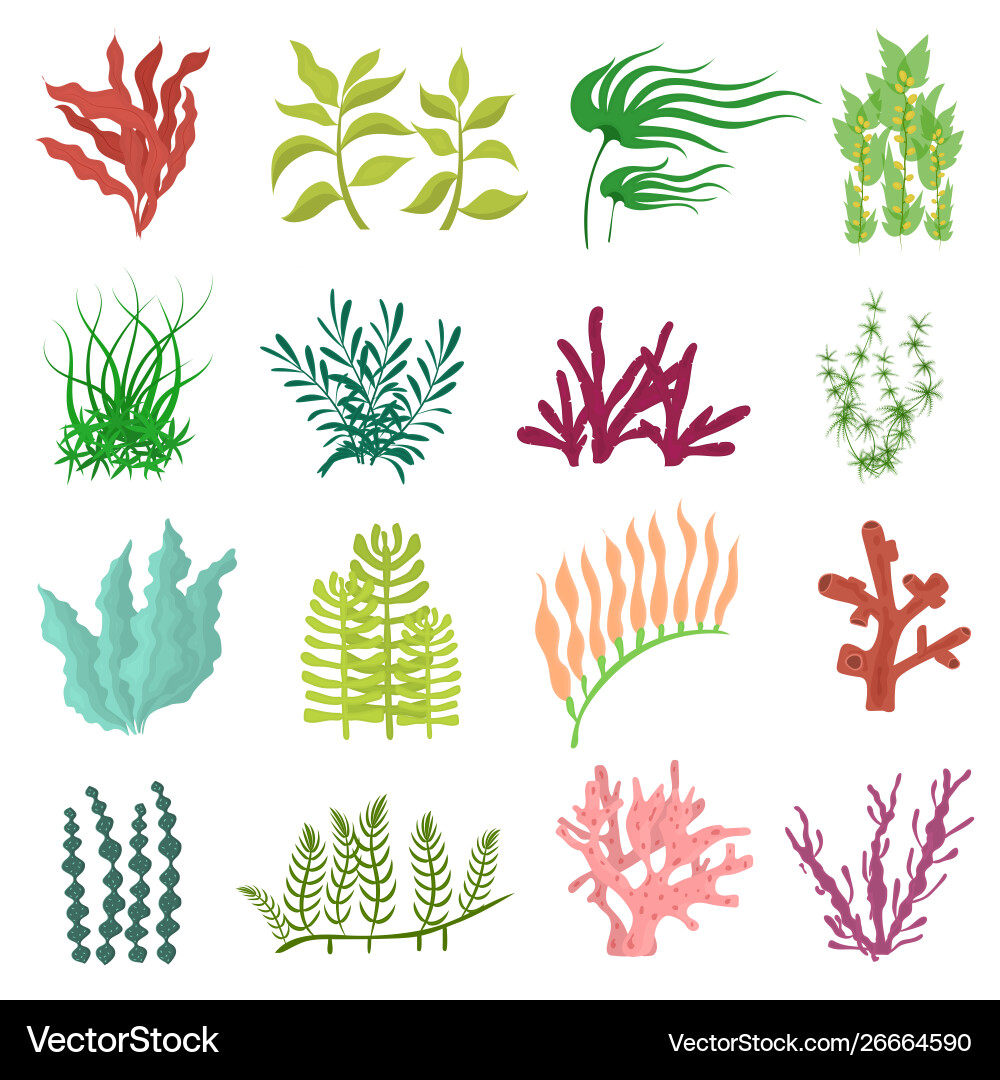 Coloring Seaweed Antistress Coloring Page Seaweed Adult Children Stock
