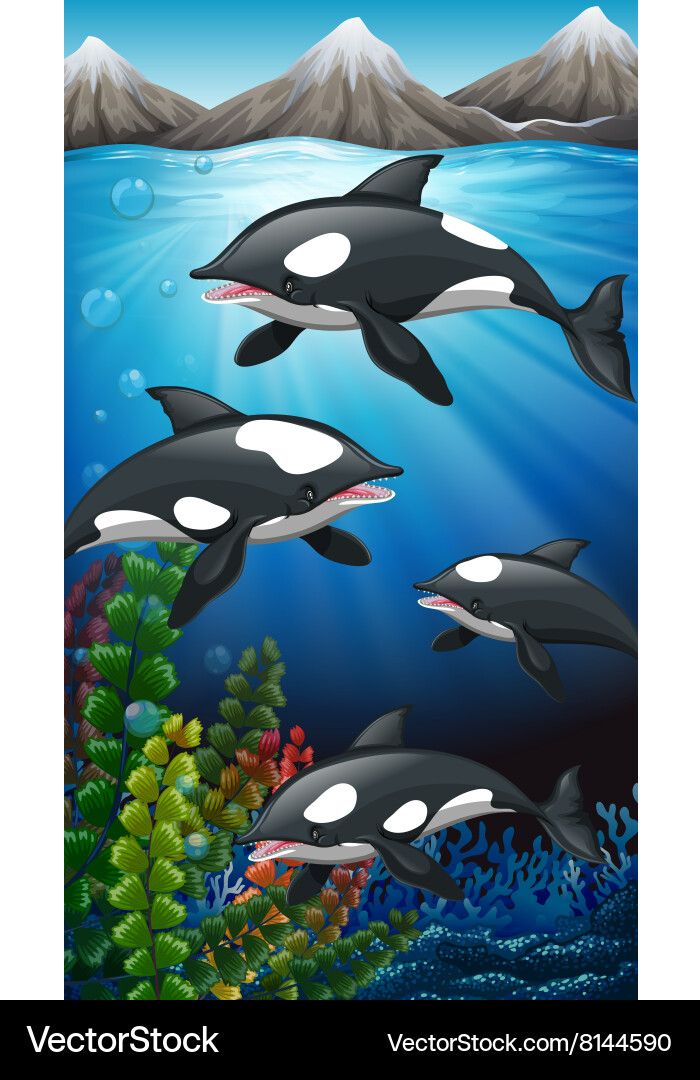 Killer whales swimming under sea Royalty Free Vector Image