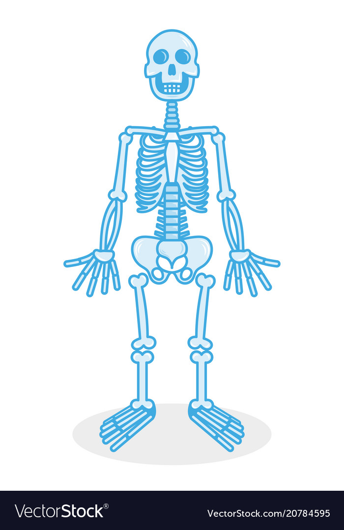 Skeleton Royalty Free Vector Image - VectorStock