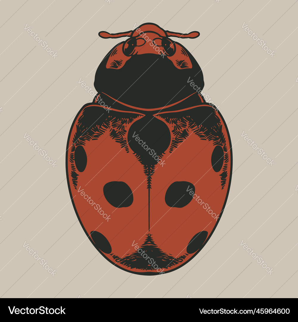 Antique engraving drawing of ladybug Royalty Free Vector