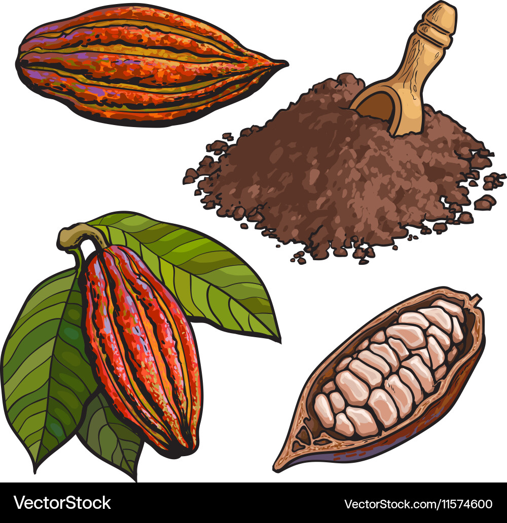 Cacao fruit beans and powder set style Royalty Free Vector