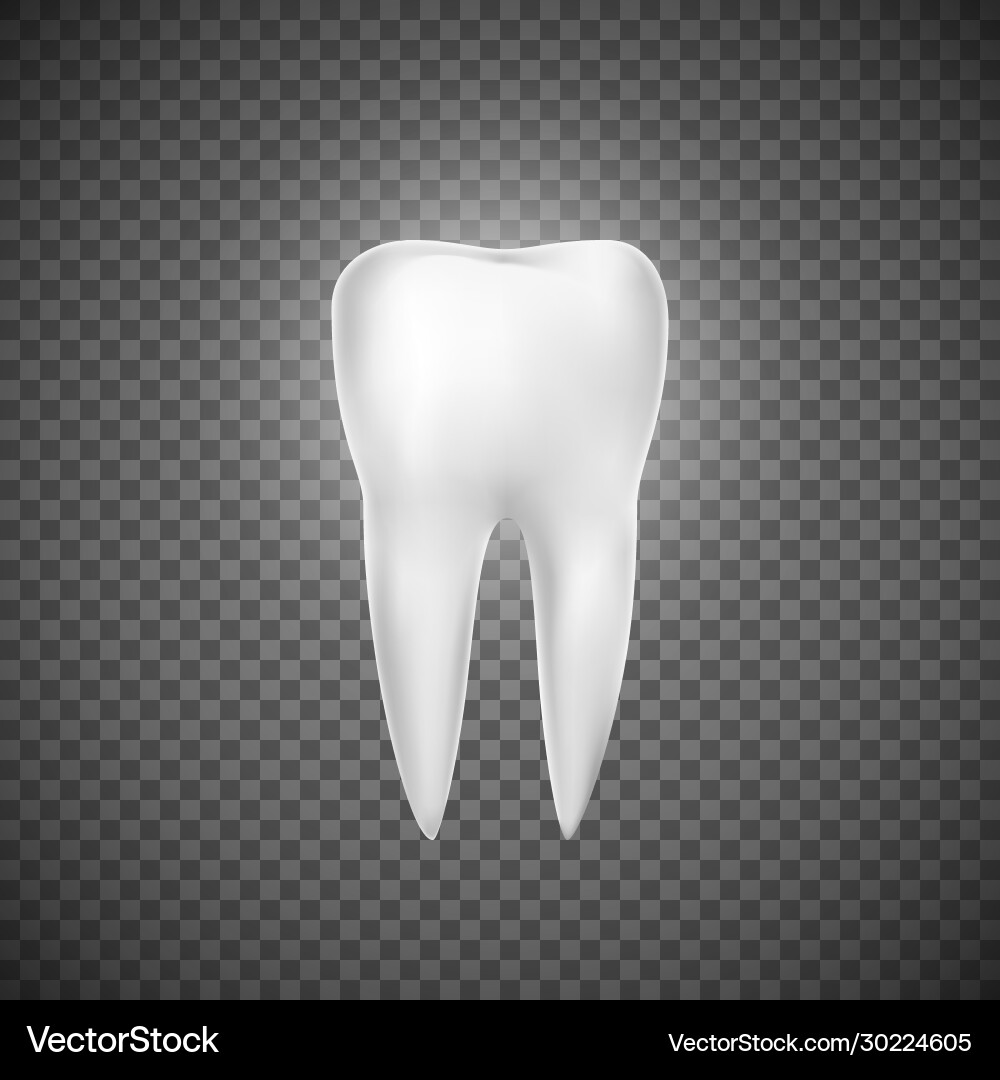 Realistic tooth dental care Royalty Free Vector Image