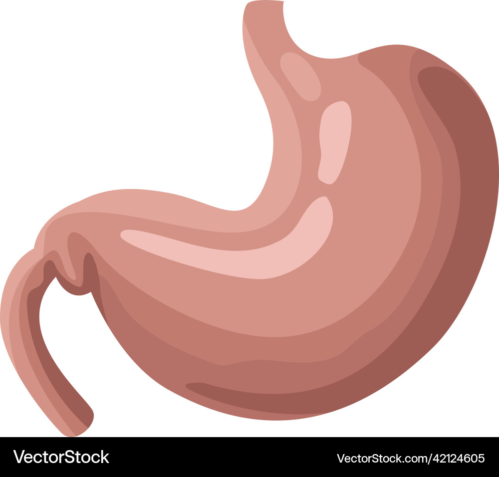 Stomach realistic human organ Royalty Free Vector Image