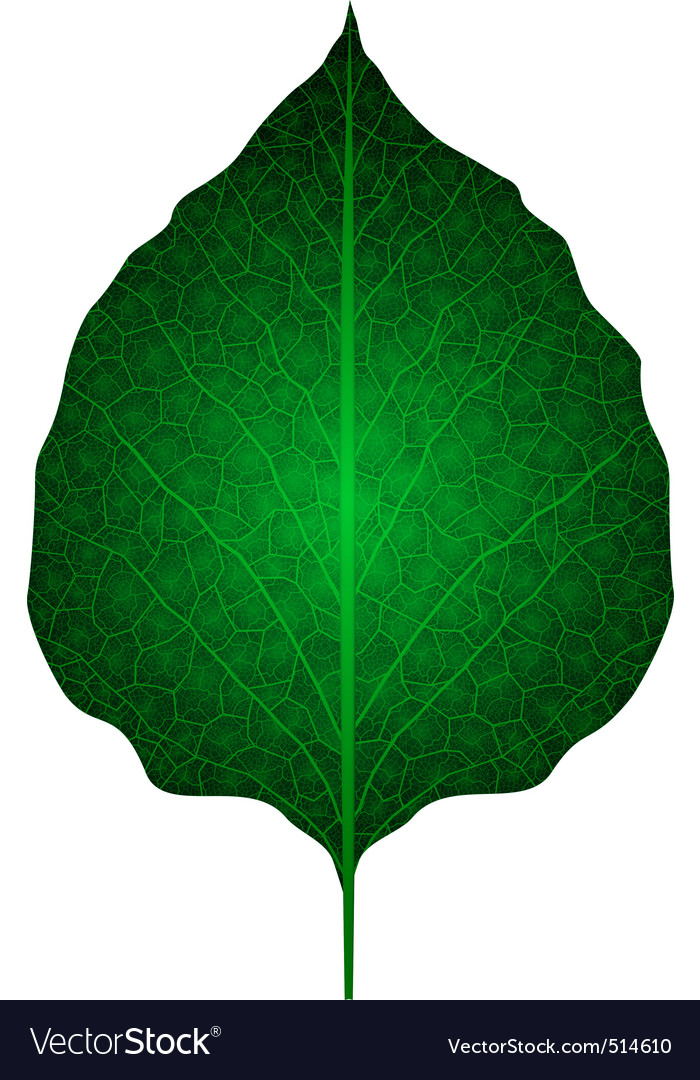Leaf Royalty Free Vector Image - VectorStock