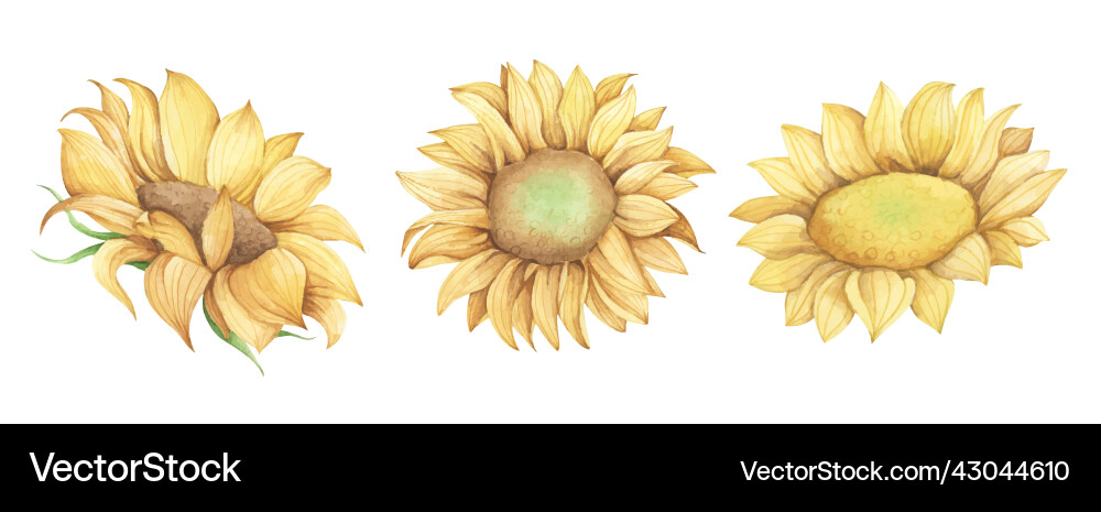 Set of sunflower Royalty Free Vector Image - VectorStock