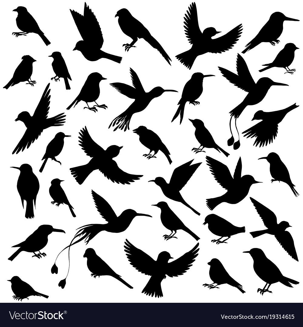 Set of birds Royalty Free Vector Image - VectorStock