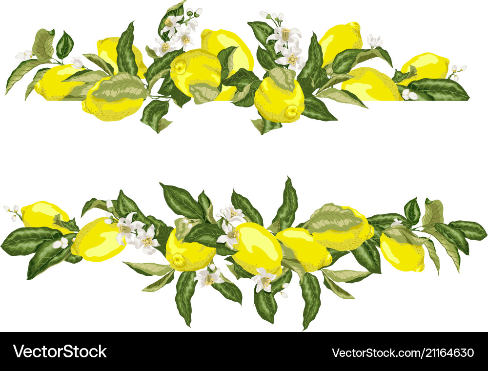 Lime template frame border wth citrus fruits and Vector Image