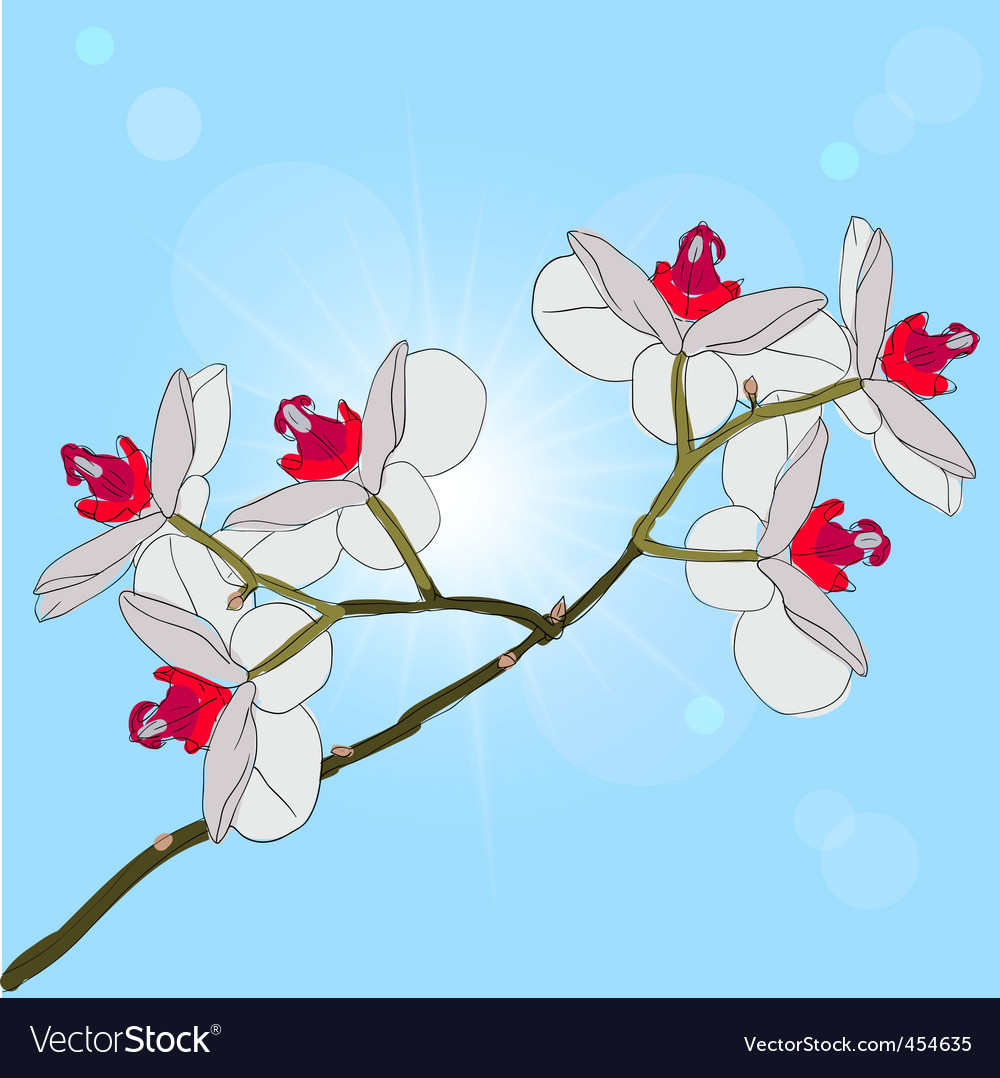Orchids Royalty Free Vector Image - VectorStock