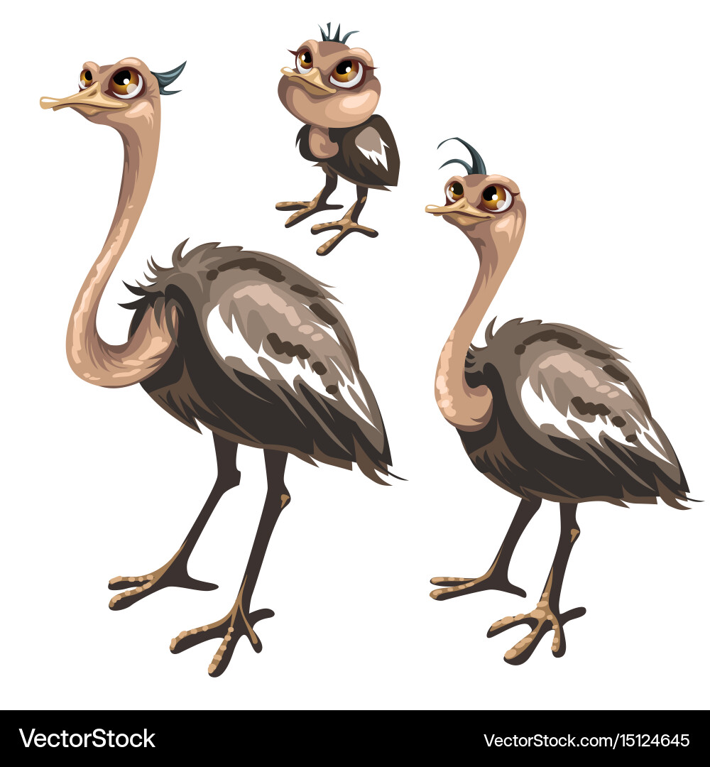 Maturation stages ostrich stages growth Royalty Free Vector