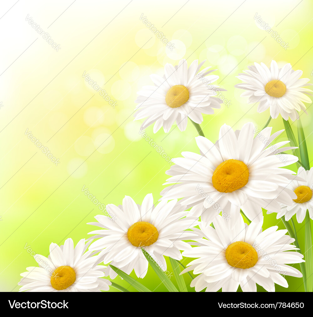 Beautiful daisies background Royalty Free Vector Image