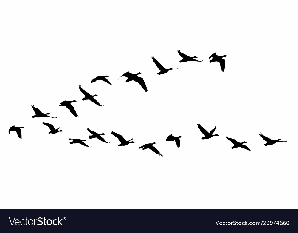 Flight of birds Royalty Free Vector Image - VectorStock