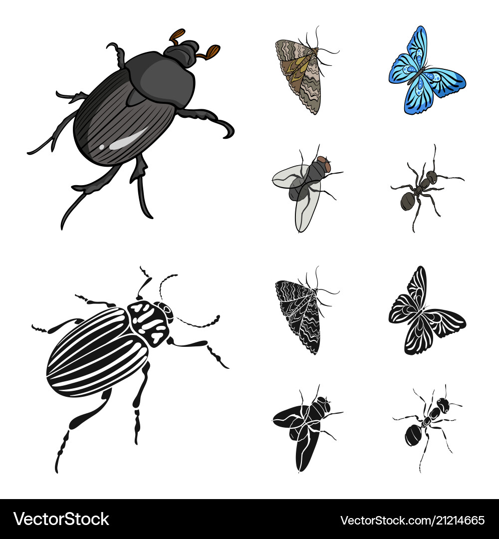 Arthropods insect beetle moth butterfly fly Vector Image