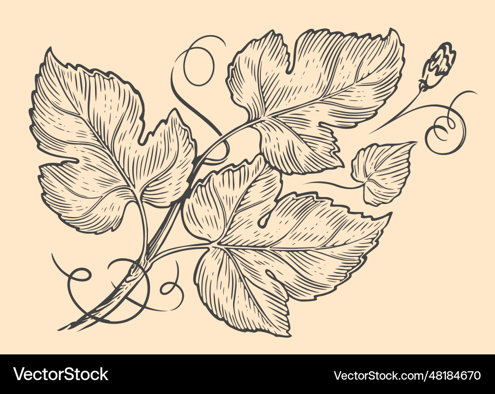 Grapevine engraving vintage style twig Royalty Free Vector