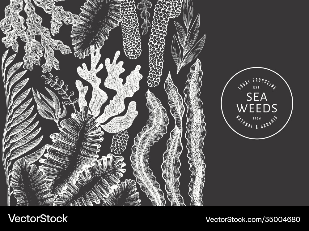 Seaweed design template hand drawn seaweeds on Vector Image