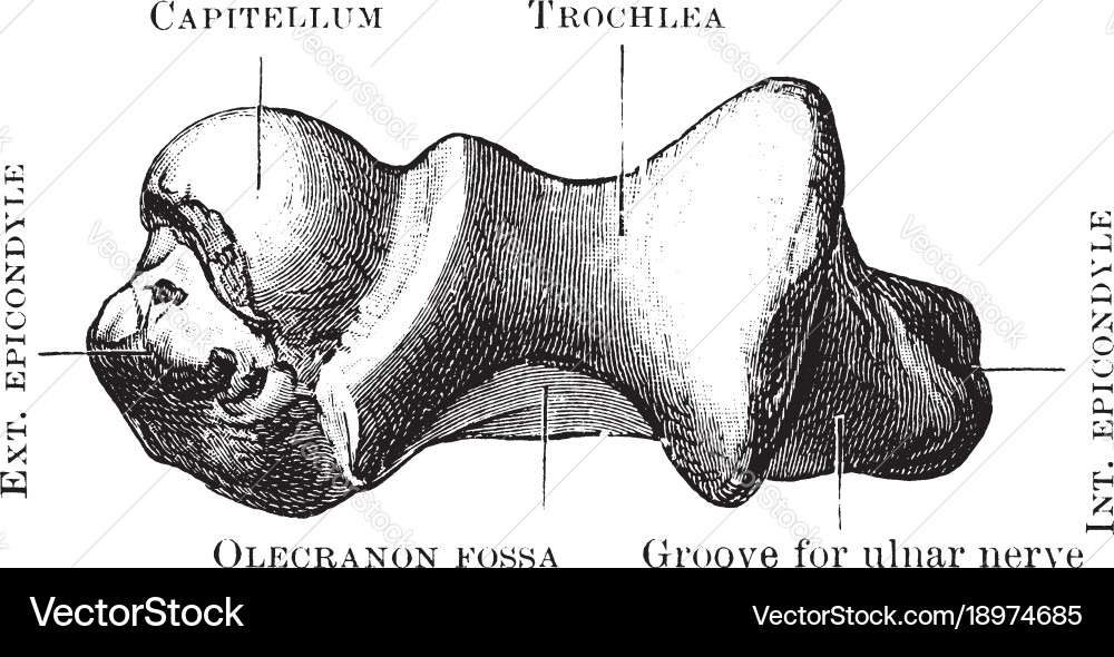 Lower end of humerus vintage Royalty Free Vector Image