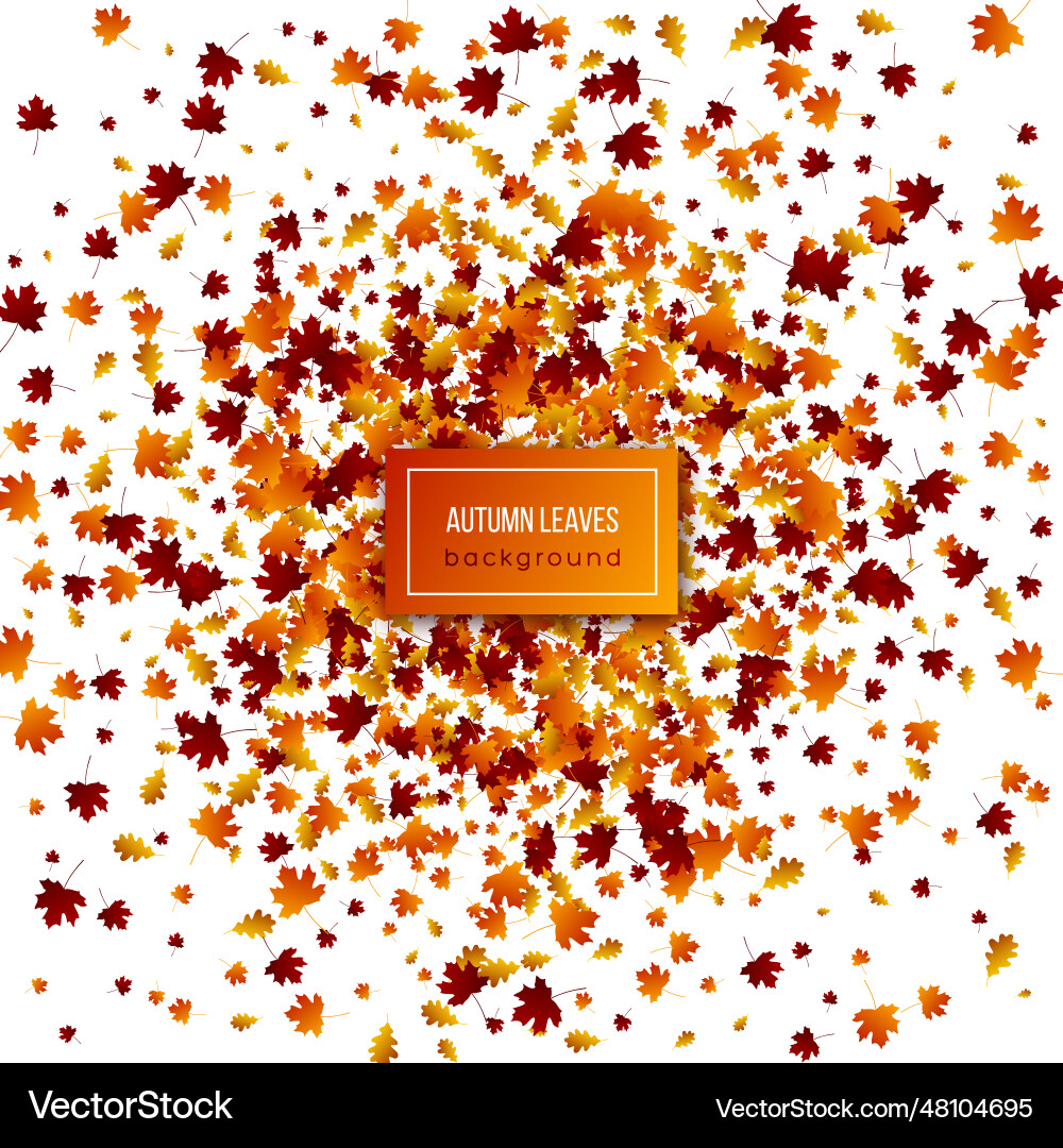 Autumn leaves on white background Royalty Free Vector Image