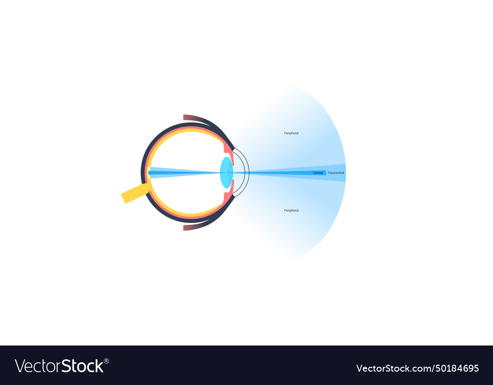 Peripheral vision poster Royalty Free Vector Image