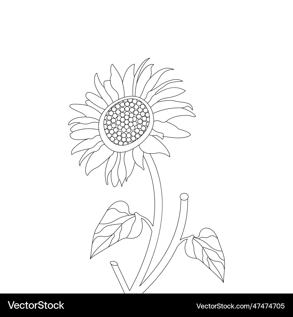 Sunflower line art hand drawn Royalty Free Vector Image