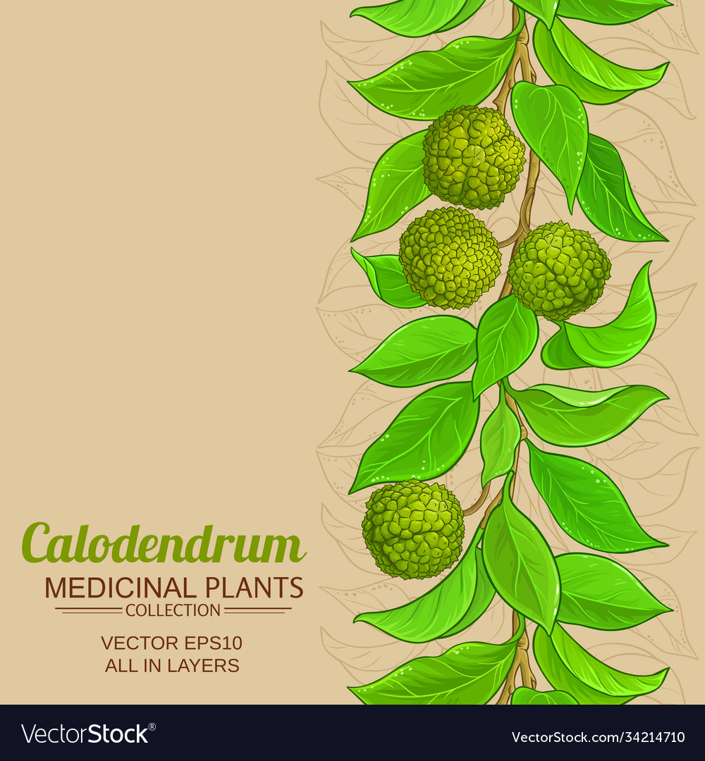 Calodendrum branches pattern on color Royalty Free Vector Calodendrum branches pattern on color Royalty Free Vector