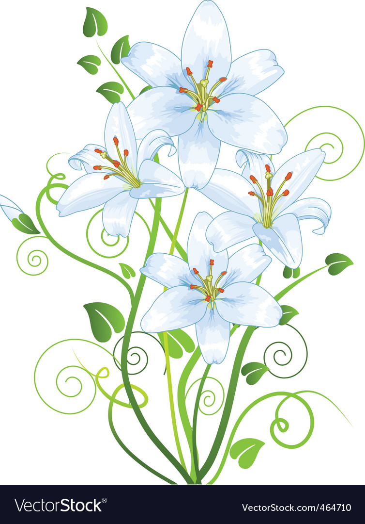 Lilly Royalty Free Vector Image - VectorStock