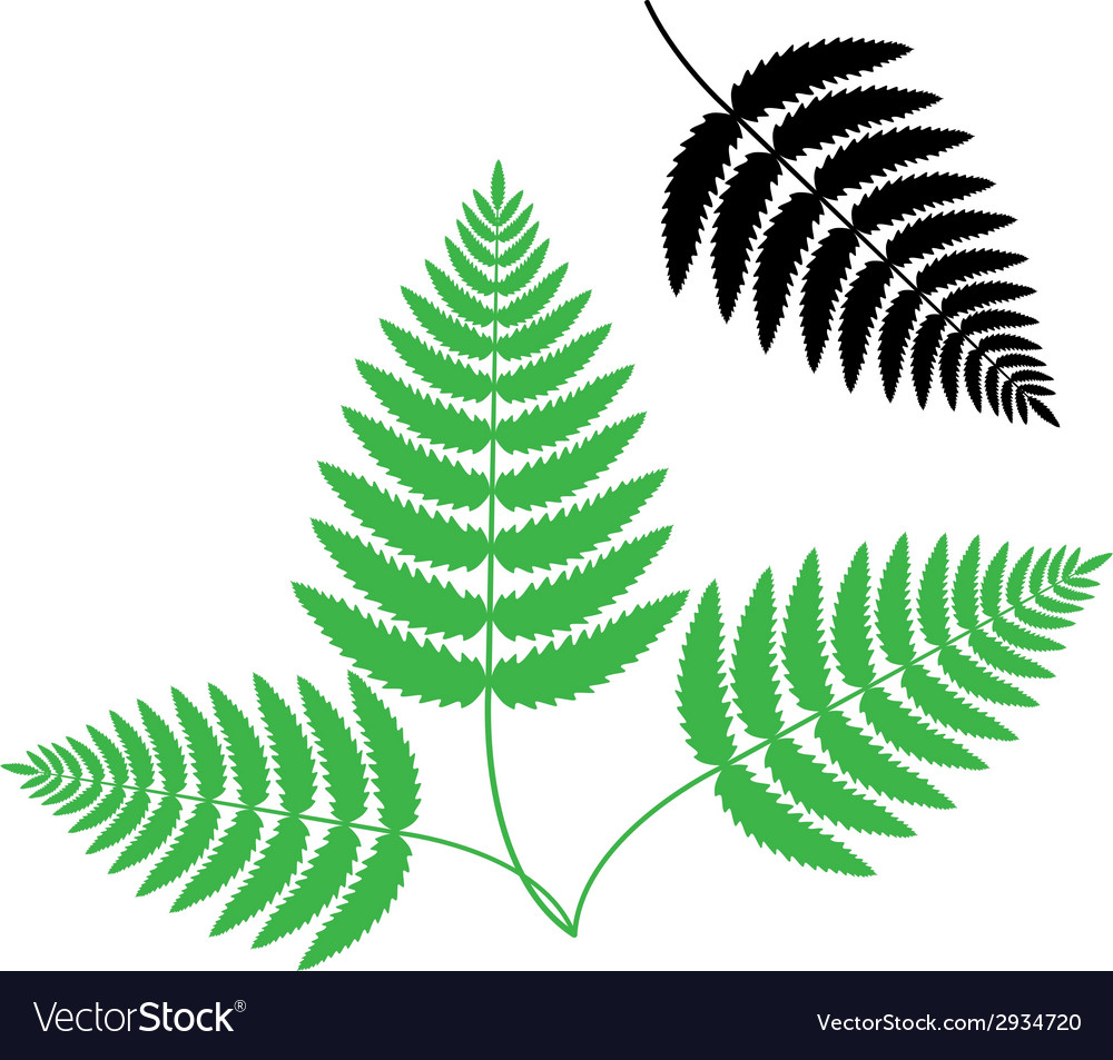 Fern Royalty Free Vector Image - VectorStock