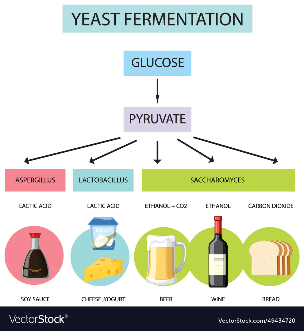 Yeast Fermentation And Product Infographic Vector Image