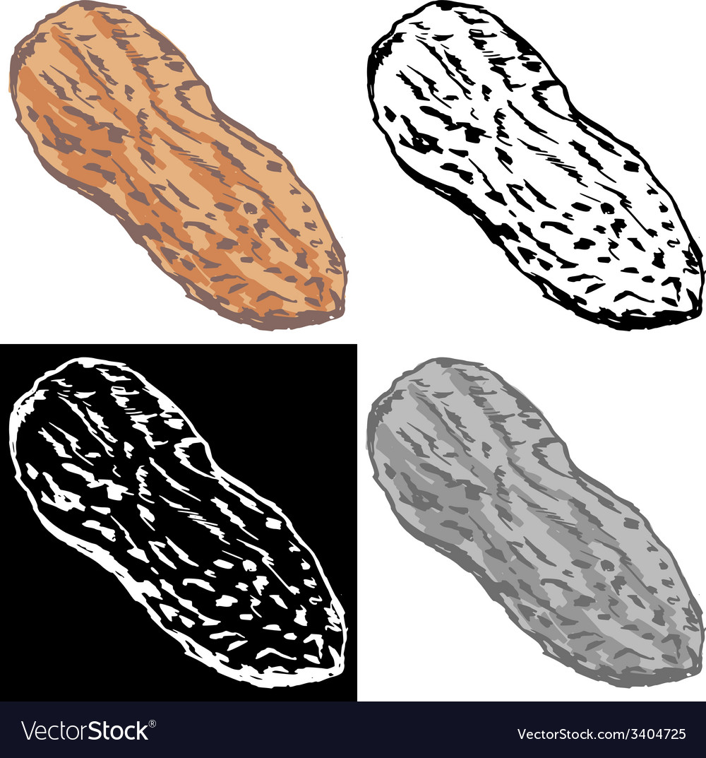 Peanut Royalty Free Vector Image - VectorStock
