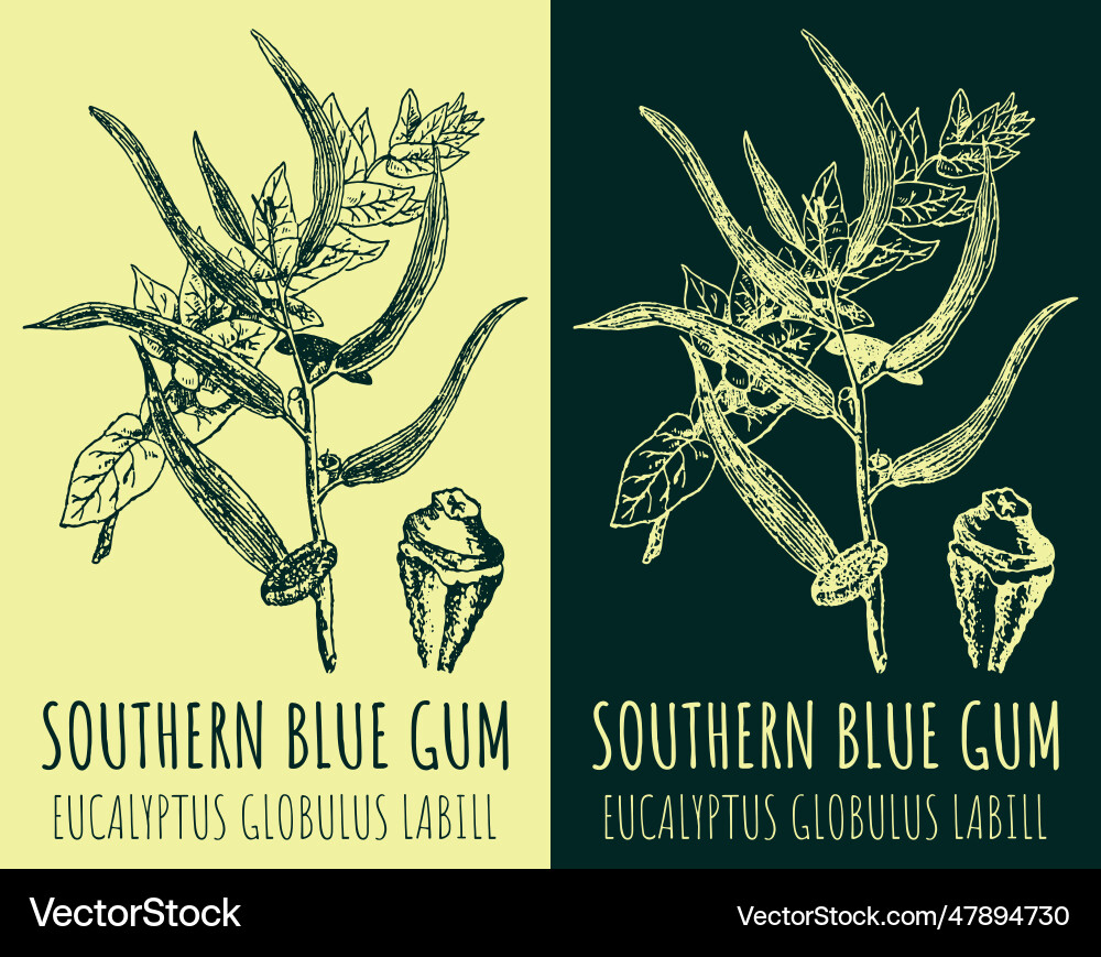 Drawing southern blue gum hand drawn Royalty Free Vector