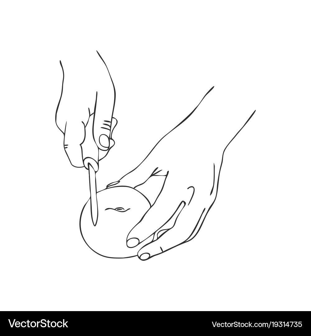 Cooking hands with knife and tomato Royalty Free Vector