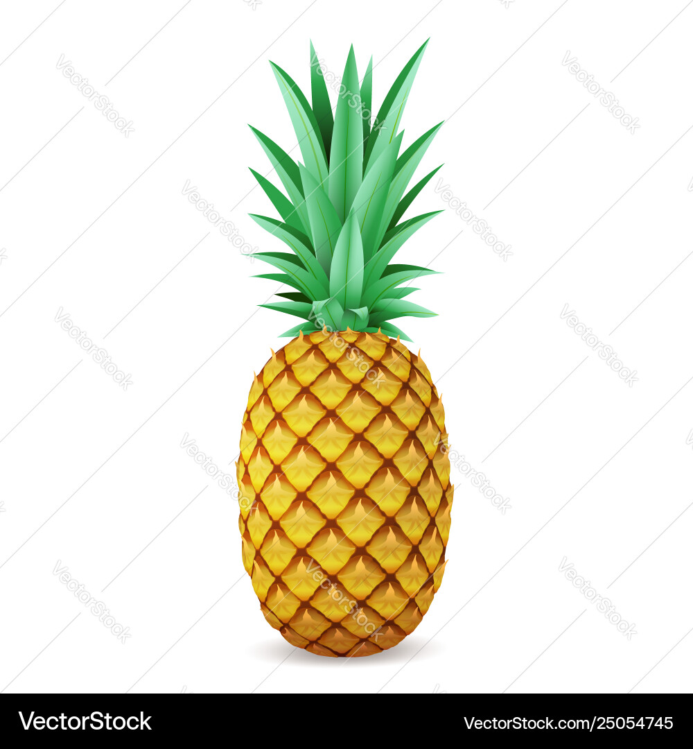 Bright realistic pineapple isolated on white Vector Image
