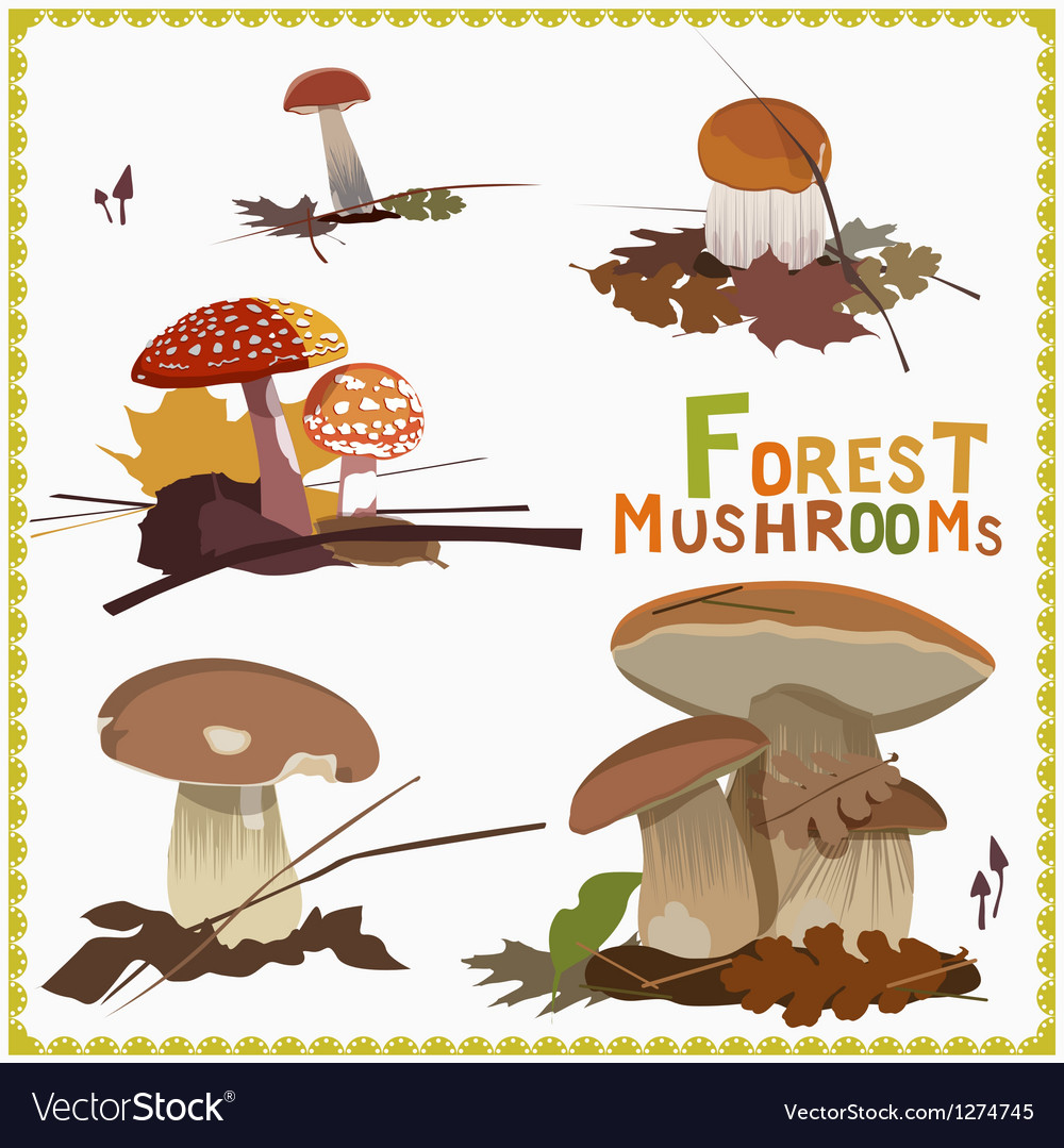 Forest mushrooms Royalty Free Vector Image - VectorStock