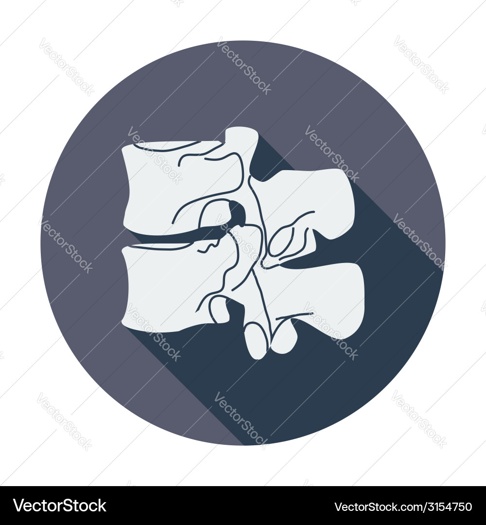 Anatomy spine icon Royalty Free Vector Image - VectorStock