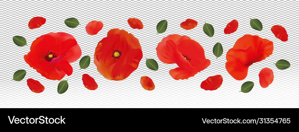 3d realistic red poppies isolated on transparent Vector Image
