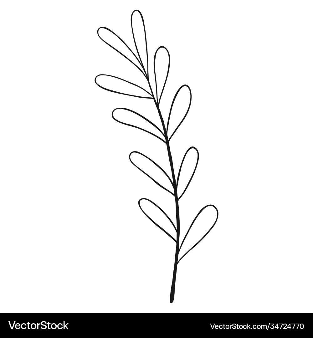 Hand drawn decorative branch with leaves cute Vector Image