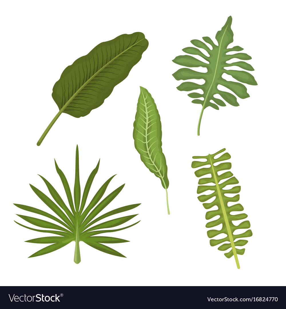 White Background With Set Types Of Tropical Leaves white-background-with-set-types-of-tropical-leaves