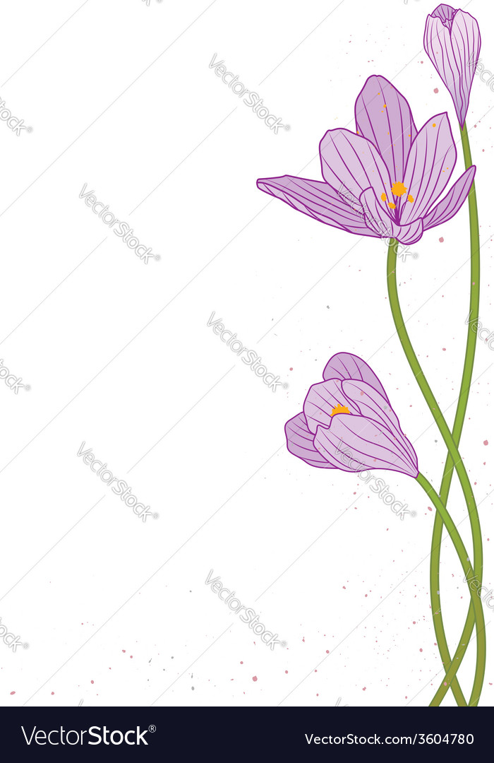 Crocus Royalty Free Vector Image - VectorStock