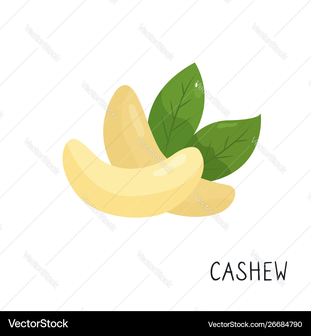 Cartoon flat cashew isolated on white background Vector Image