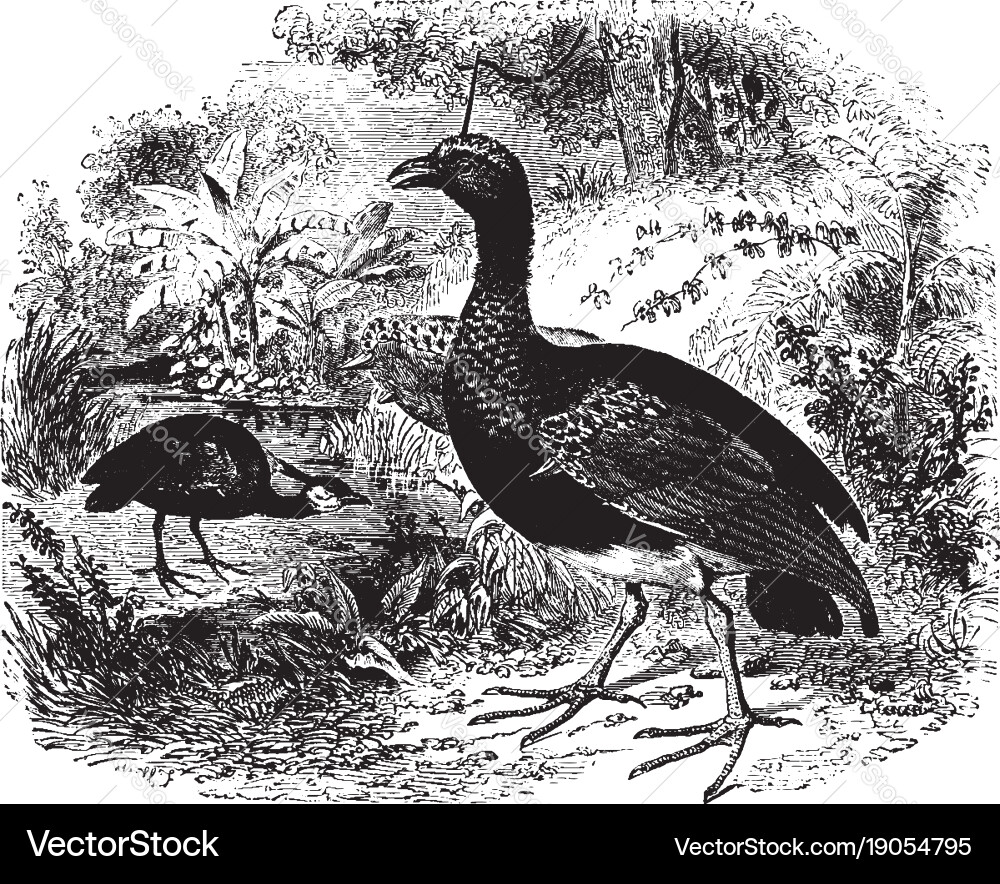 Horned screamer vintage Royalty Free Vector Image