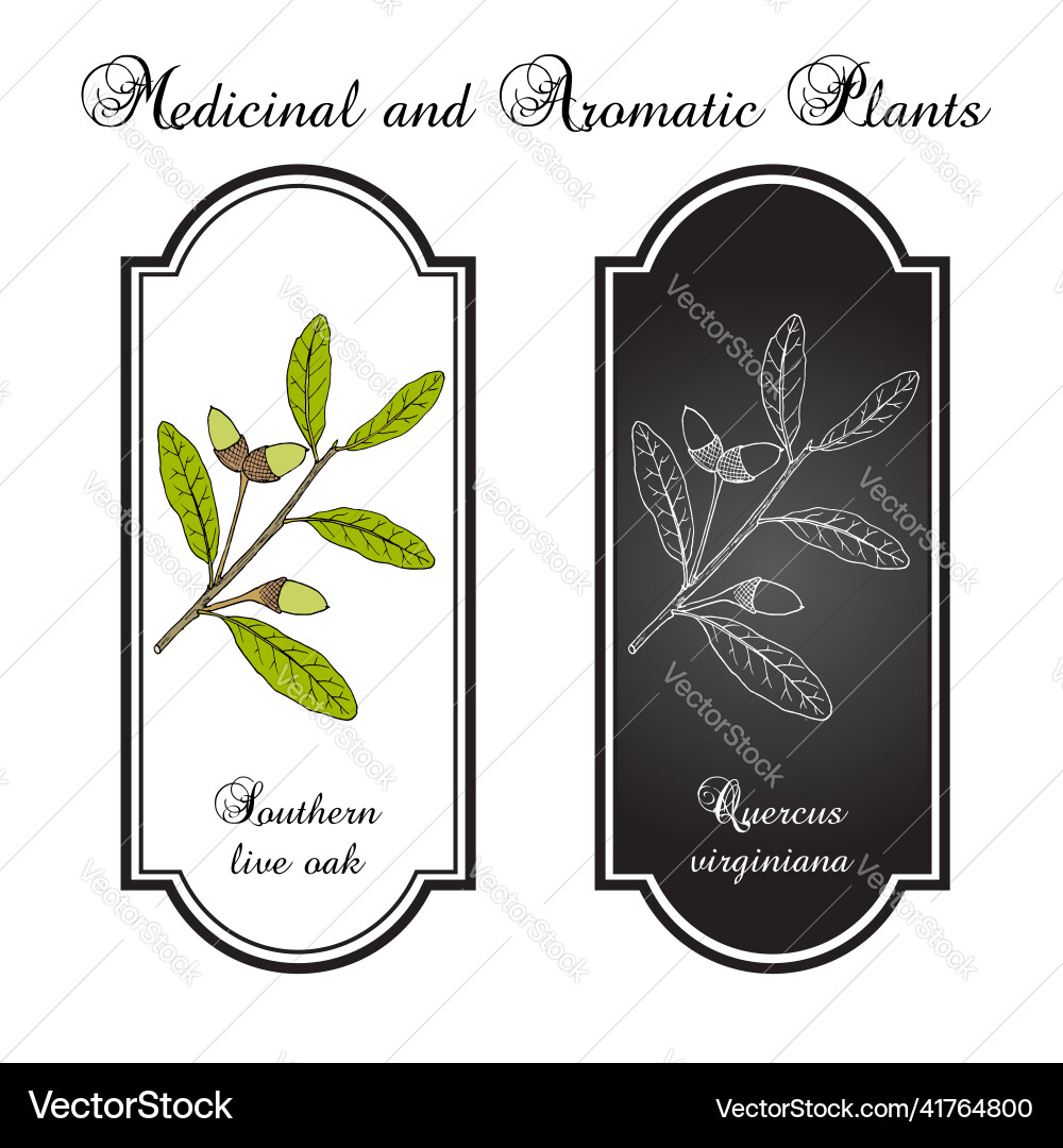 Southern live oak quercus virginiana state tree Vector Image