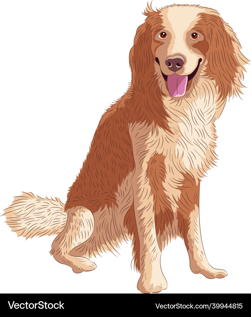 Large ginger dog isolated on white background Vector Image