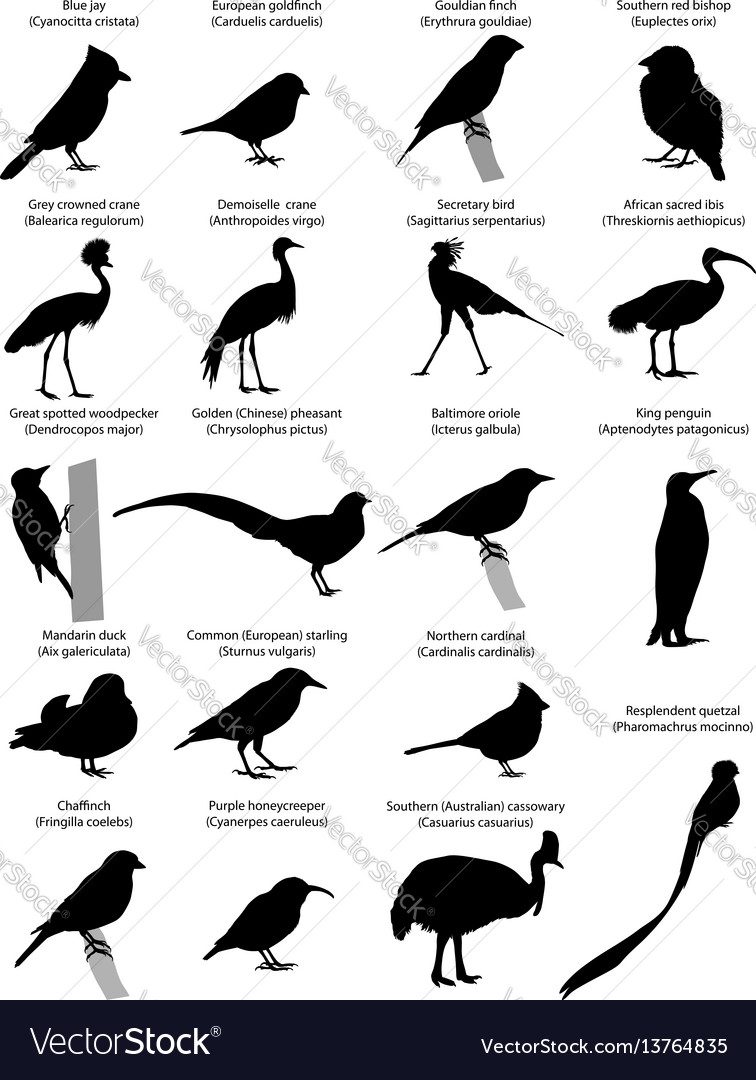Birds Royalty Free Vector Image - VectorStock