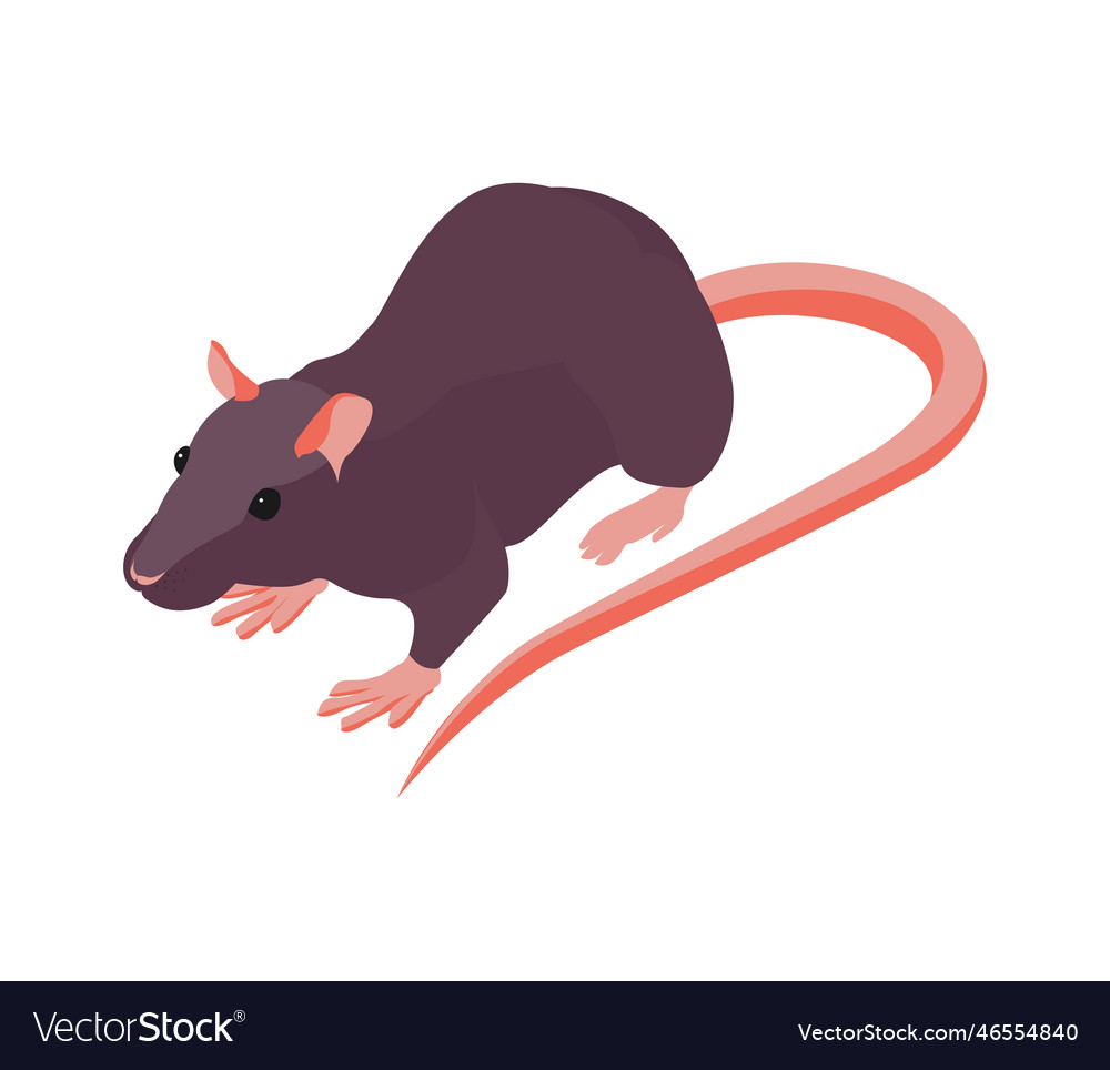 Isometric rat Royalty Free Vector Image - VectorStock