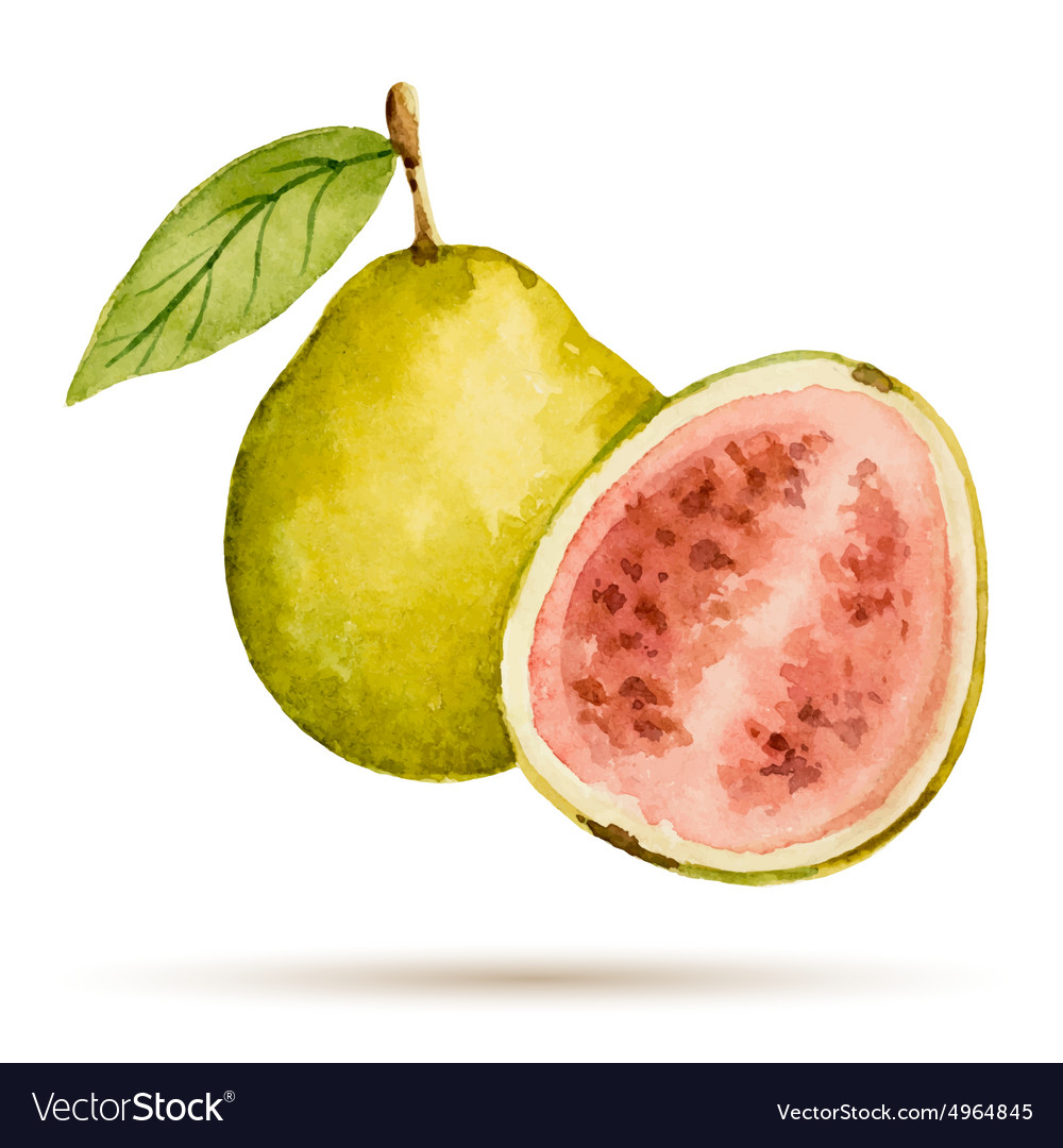 Guava Royalty Free Vector Image - VectorStock