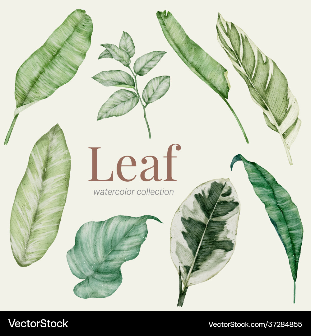 Green leaf hand paint watercolor collection Vector Image