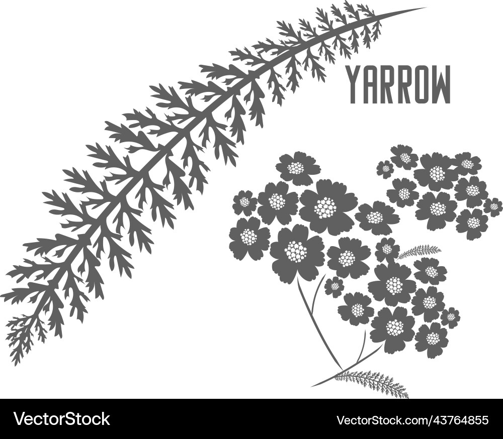 Yarrow Plant Leaves