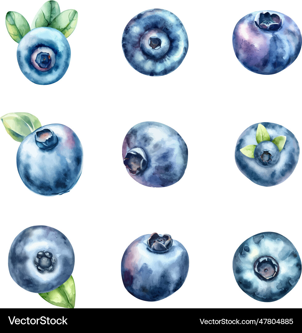 Blueberry set watercolor hand drawn Royalty Free Vector
