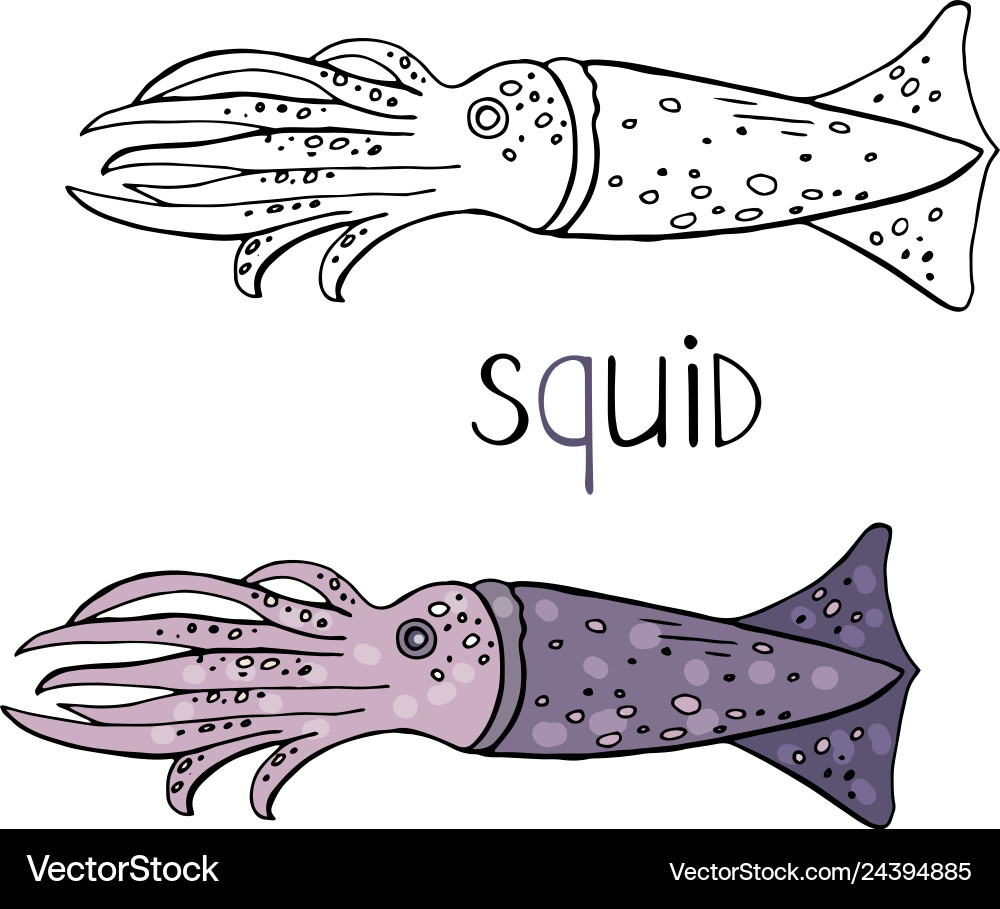 Hand drawn squid black and white and color Vector Image