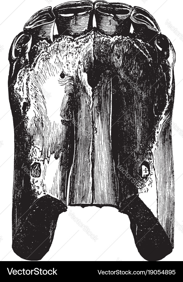 Three year old horse teeth vintage Royalty Free Vector Image